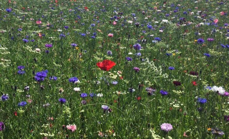 Hull’s stunning wildflower meadows are back – Hull CC News