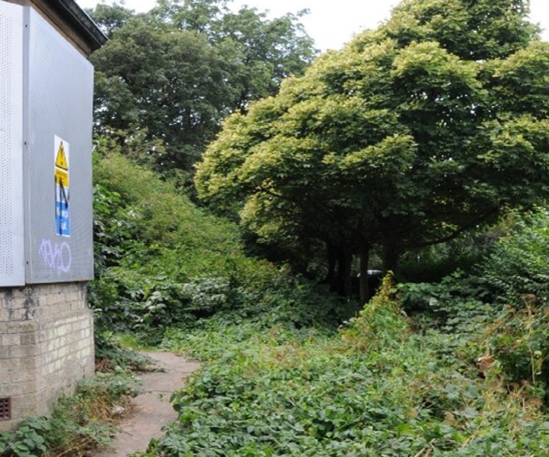Pearson Park Community Garden blooms – Hull CC News